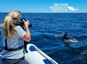 Research | Dolphin Research