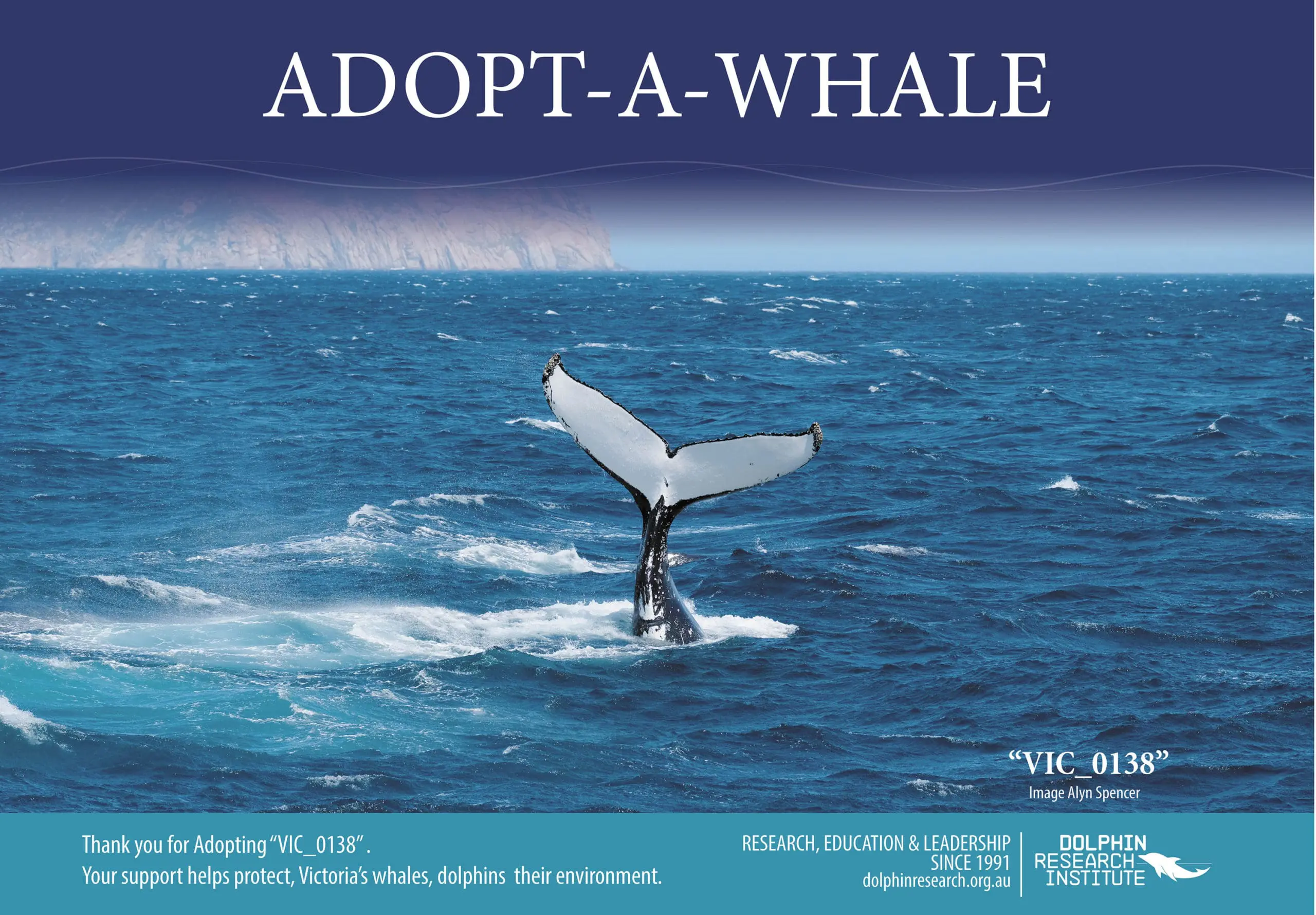 Adopt a Whale | Dolphin Research