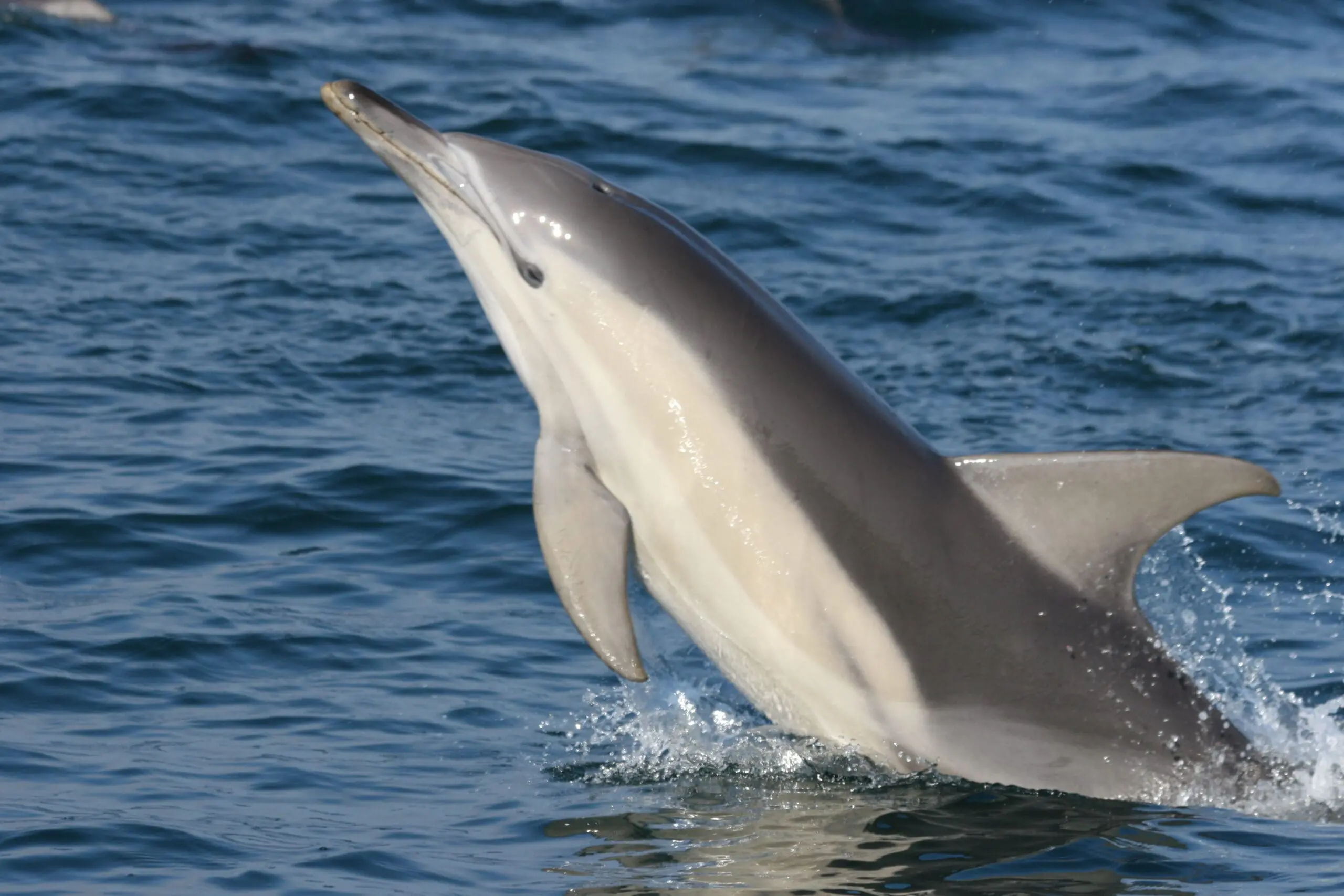 Tall Fin Update | Dolphin Research