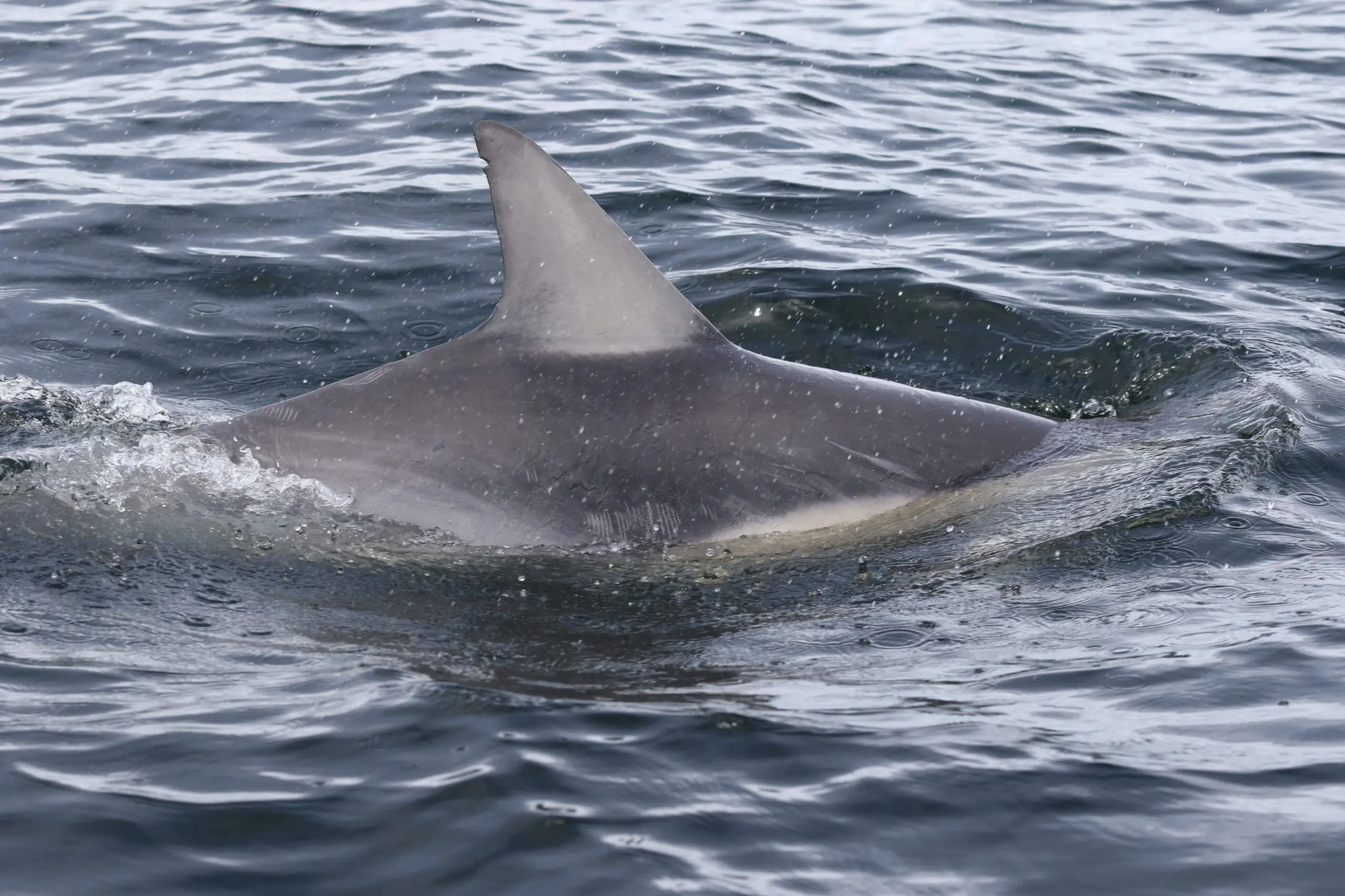 Violet Update | Dolphin Research