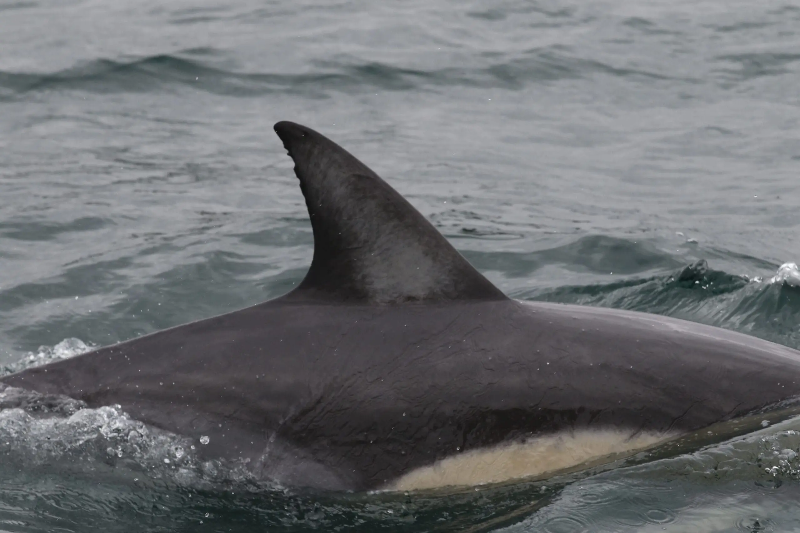 Poke Update | Dolphin Research
