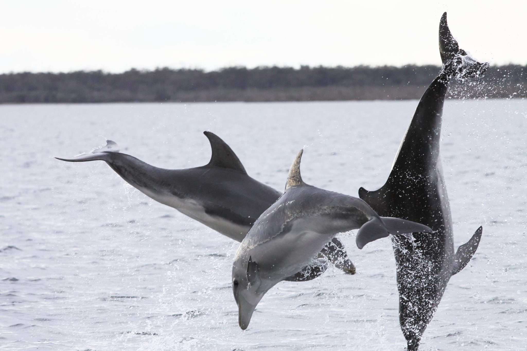 Home Page | Dolphin Research