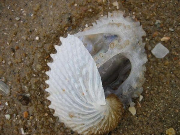 Paper Nautilus – so stunningly special | Dolphin Research