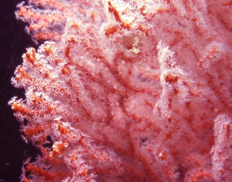 Gorgonian Corals - one of our living marine treasures | Dolphin Research