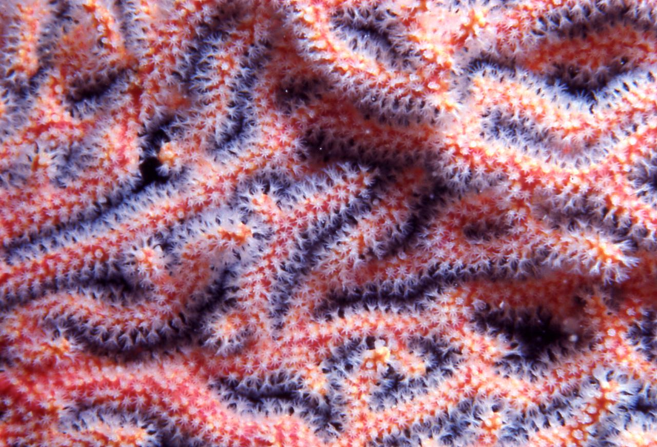 Gorgonian Corals - one of our living marine treasures | Dolphin Research