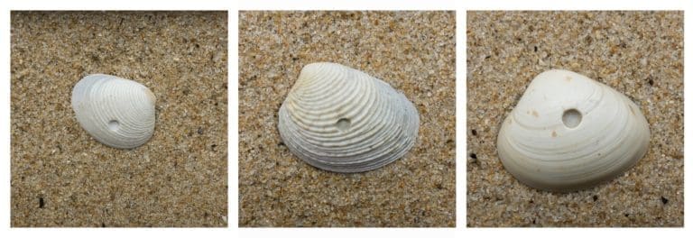 Weekly Creature Feature: How did these shells get such perfect holes ...