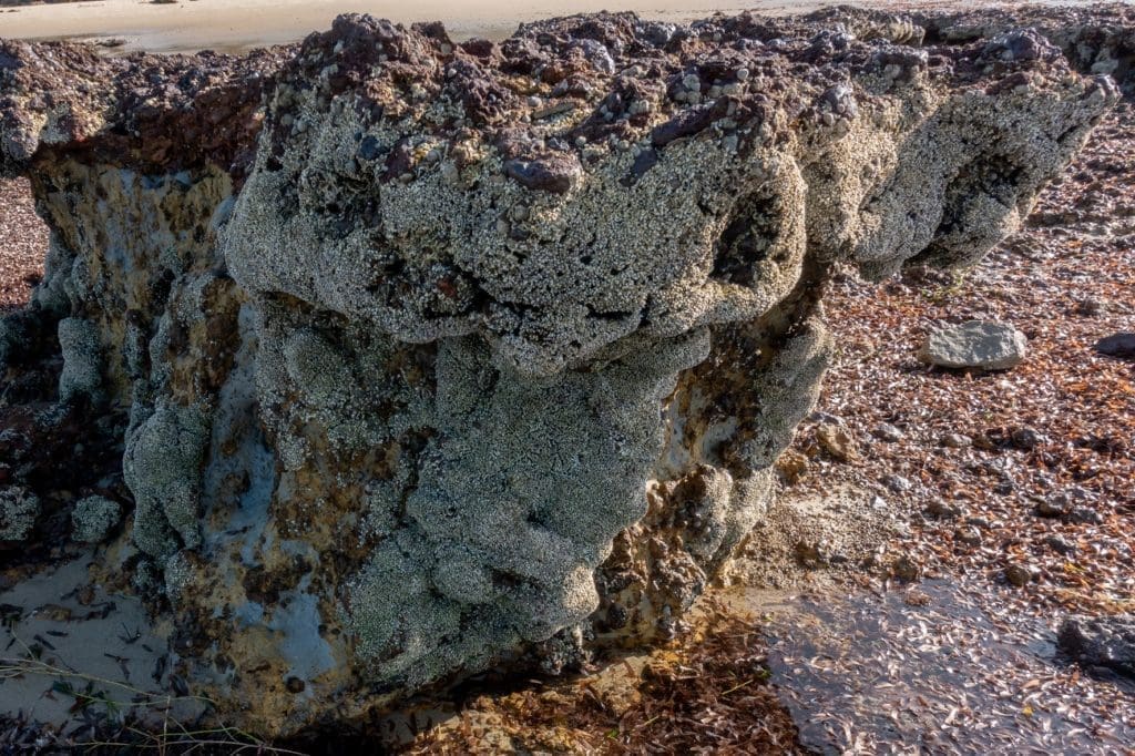 Galeolaria encrusted rock | Dolphin Research
