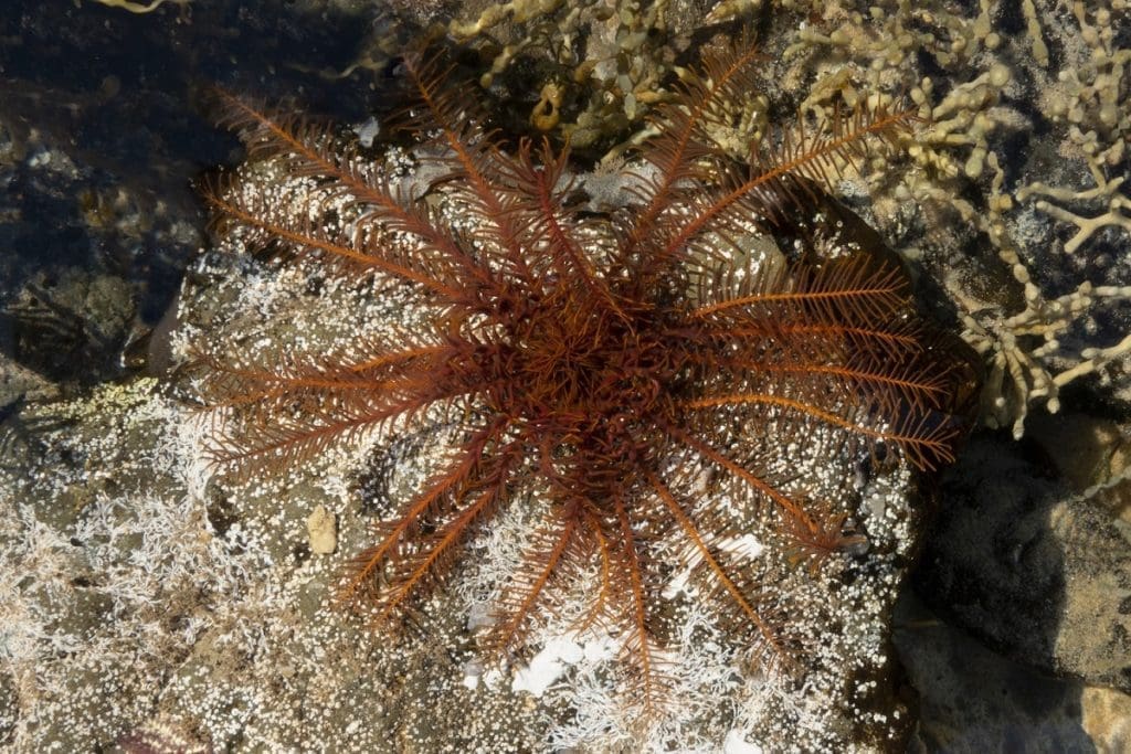 Feather star 3 | Dolphin Research