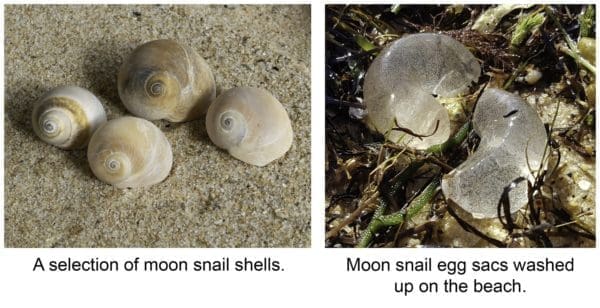 Moon snail plus eggs | Dolphin Research