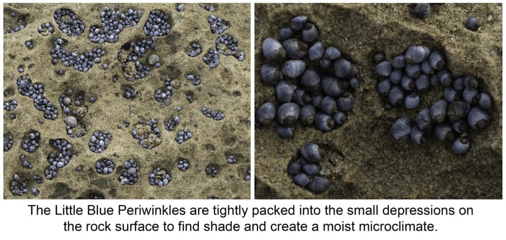 Weekly Creature Feature: Do you know these animals? | Dolphin Research