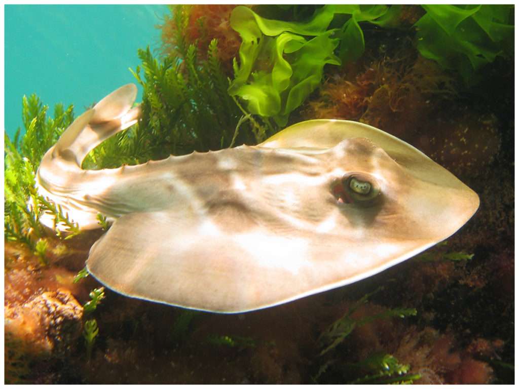 Souther Fiddler Ray | Dolphin Research