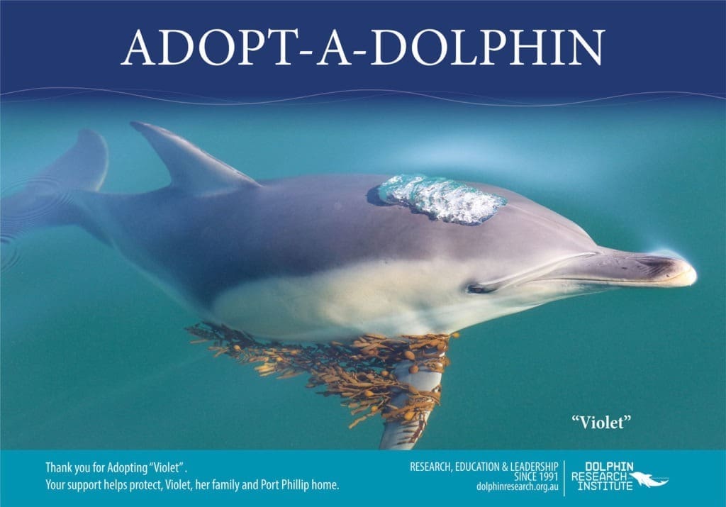 Violet | Dolphin Research