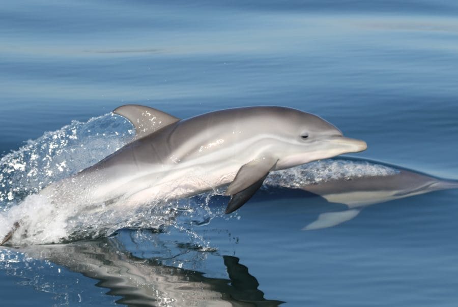 Research | Dolphin Research