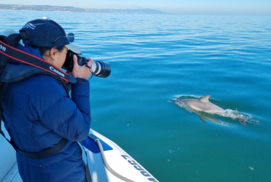 Research | Dolphin Research