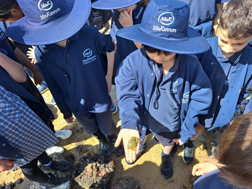 MCKINNON PRIMARY FUN IN THE SUN! | Dolphin Research