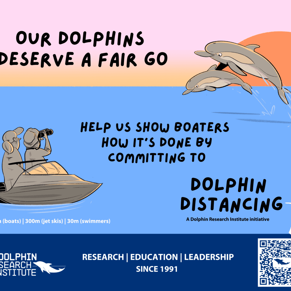 Action Archives | Dolphin Research