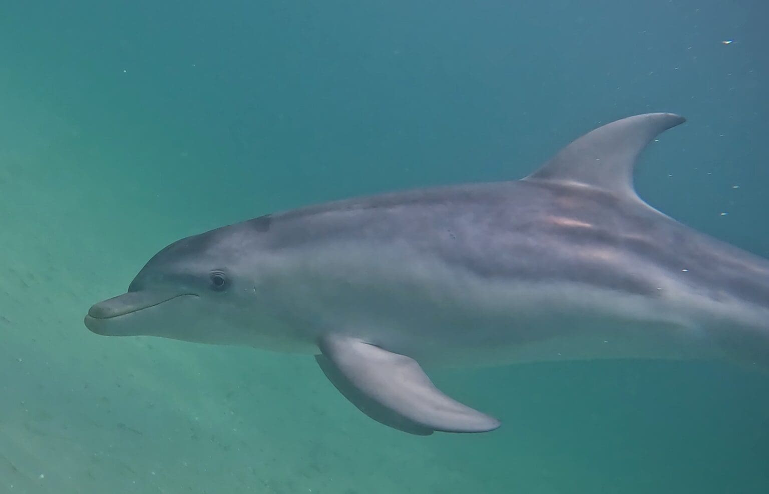 Education | Dolphin Research