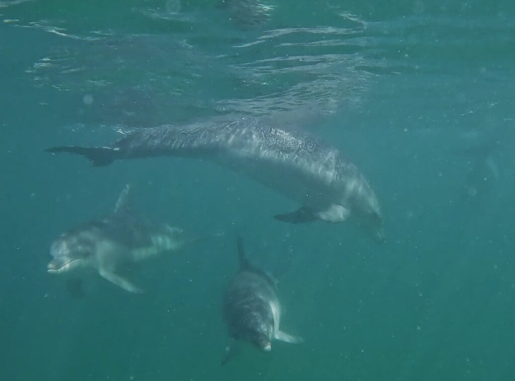 MELBOURNE AMBASSADORS WORKSHOP FUN! | Dolphin Research