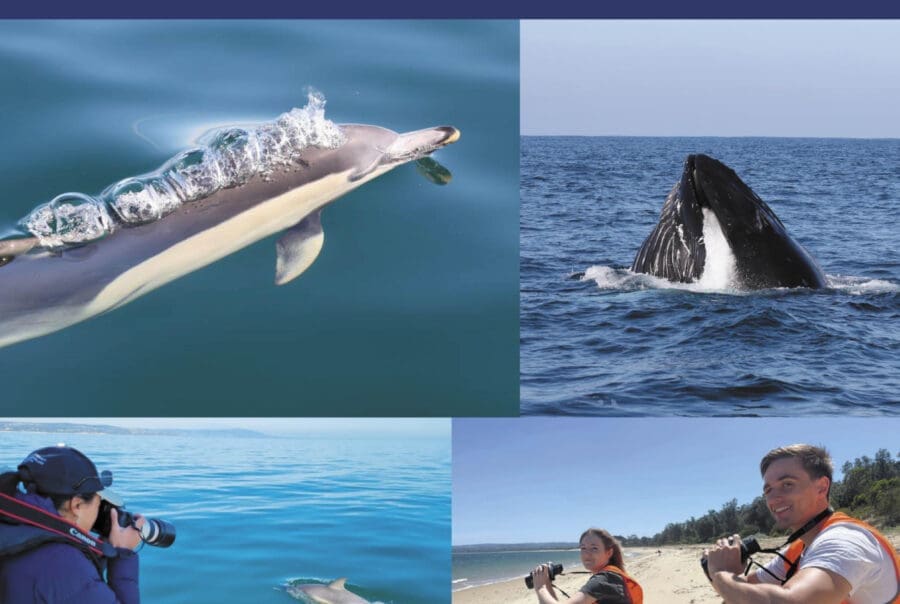 Research | Dolphin Research