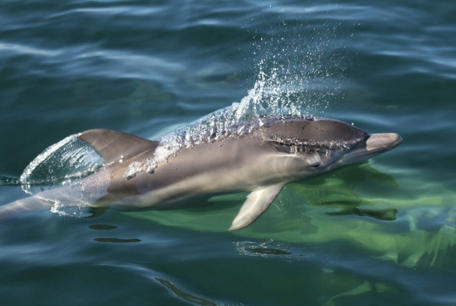 Research | Dolphin Research