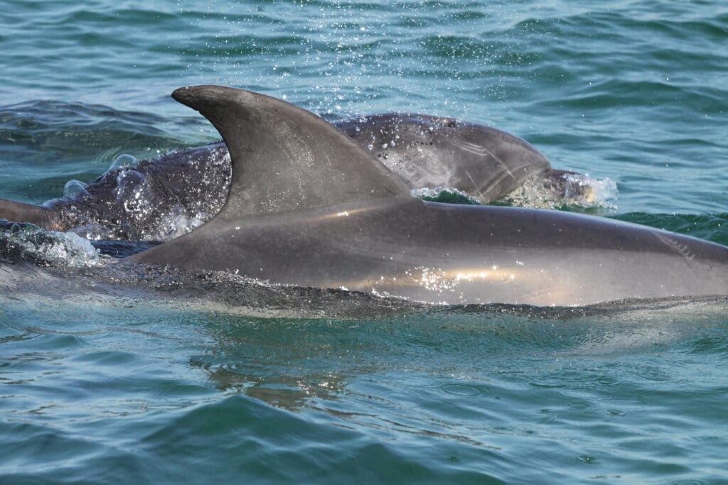 Dolphin Research Institute