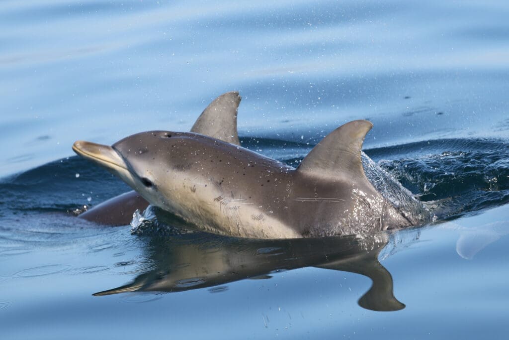 Squiggly | Dolphin Research