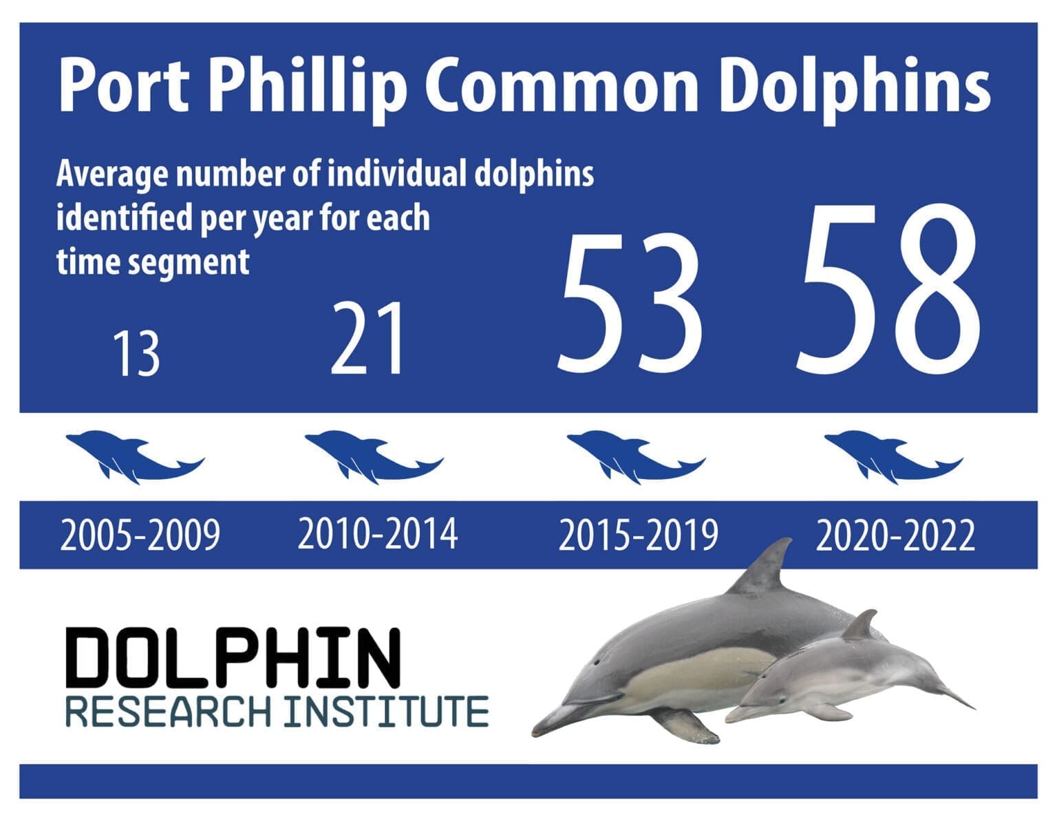 Port Phillip Common Dolphin Project | Dolphin Research