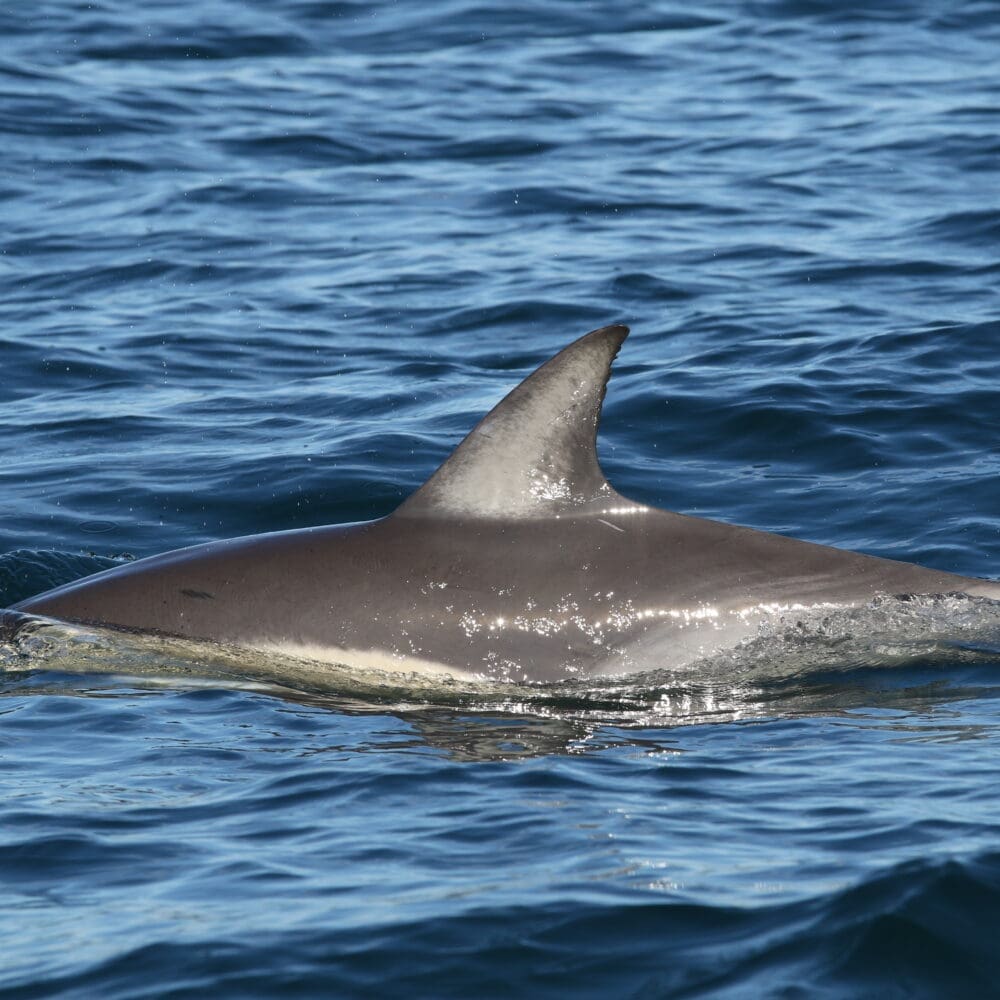 Common Dolphins Archives | Dolphin Research