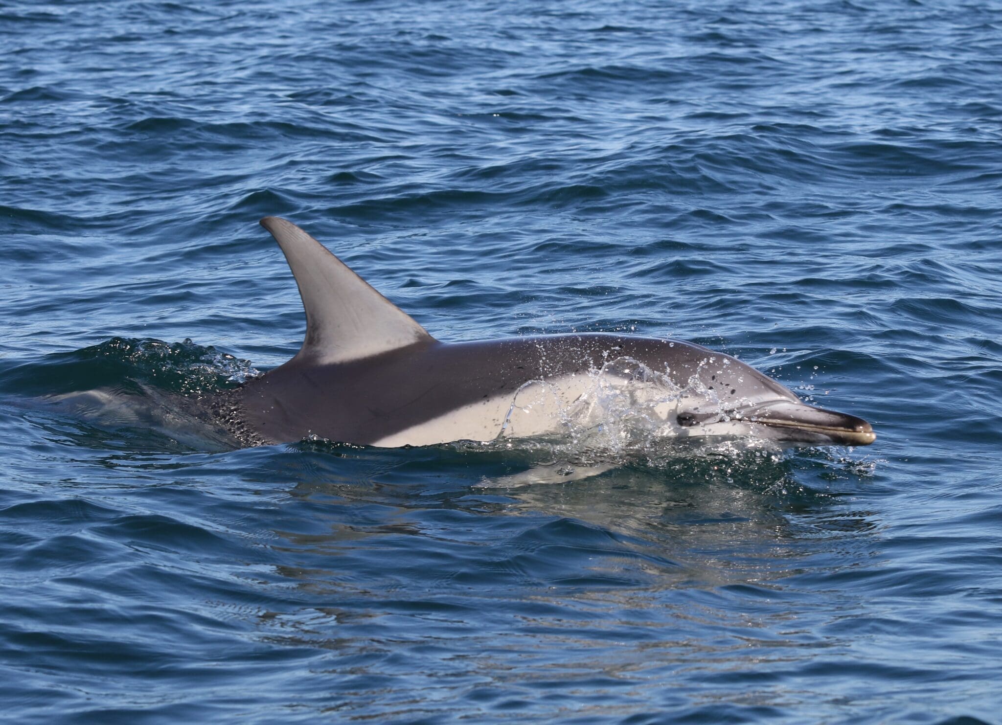 Dolphin Research Institute