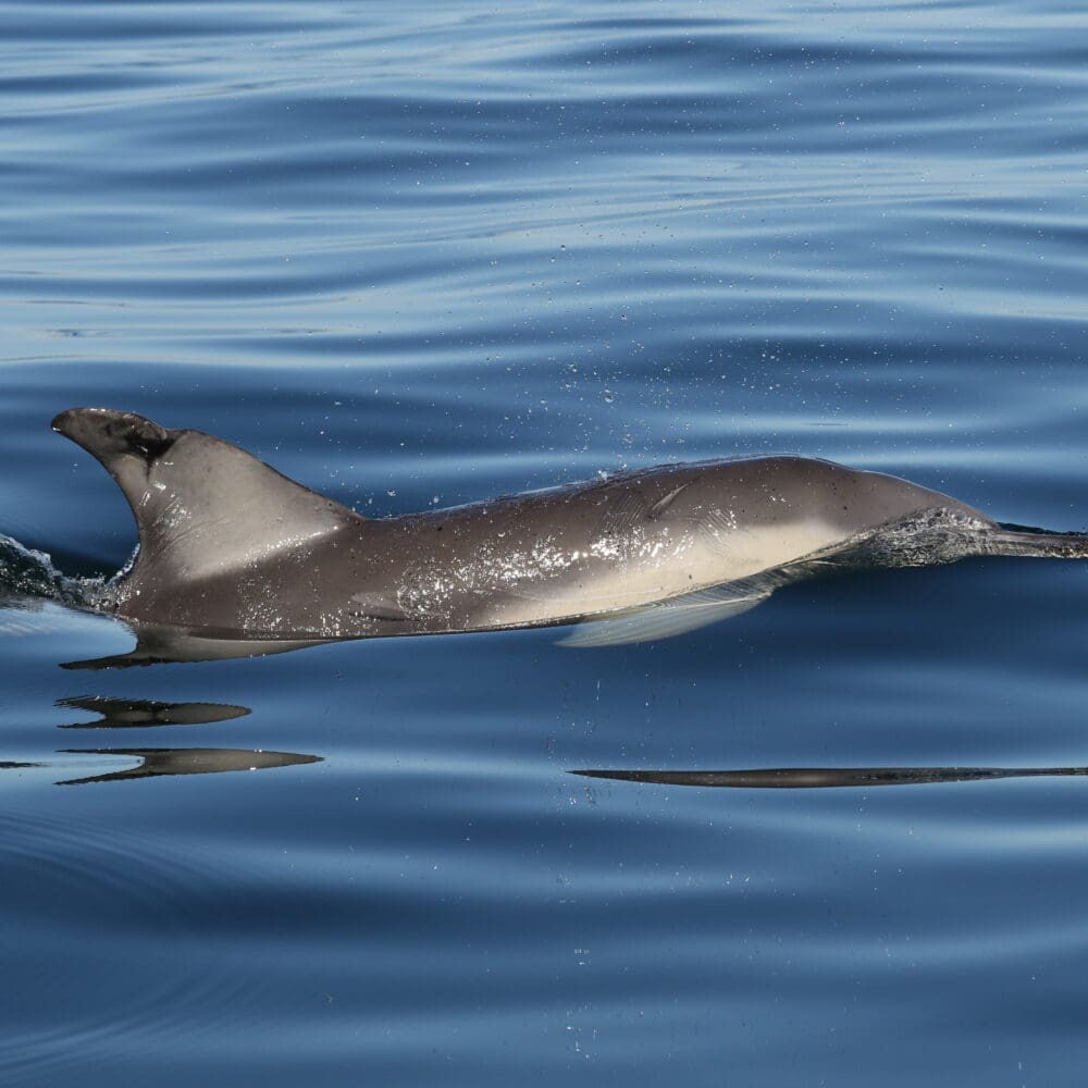 Common Dolphins Archives | Dolphin Research