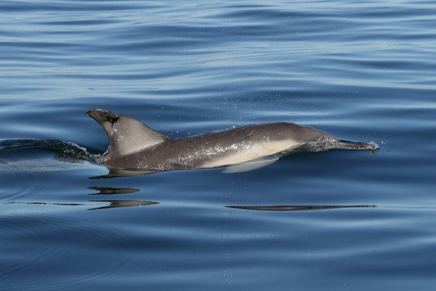 Home Page | Dolphin Research