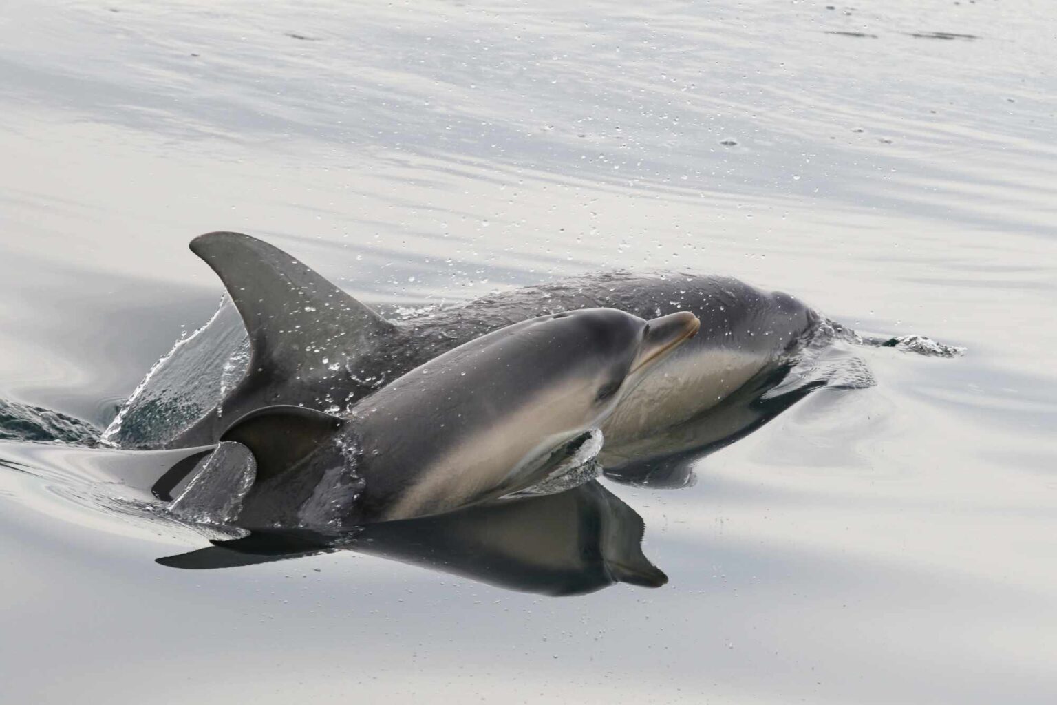 Home Page | Dolphin Research