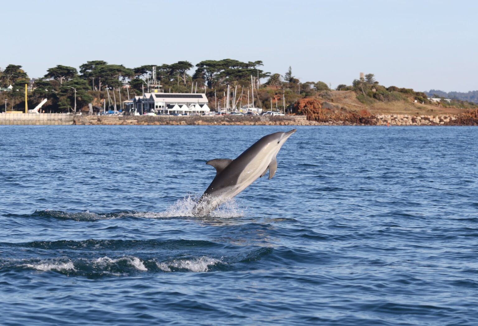 Home Page | Dolphin Research