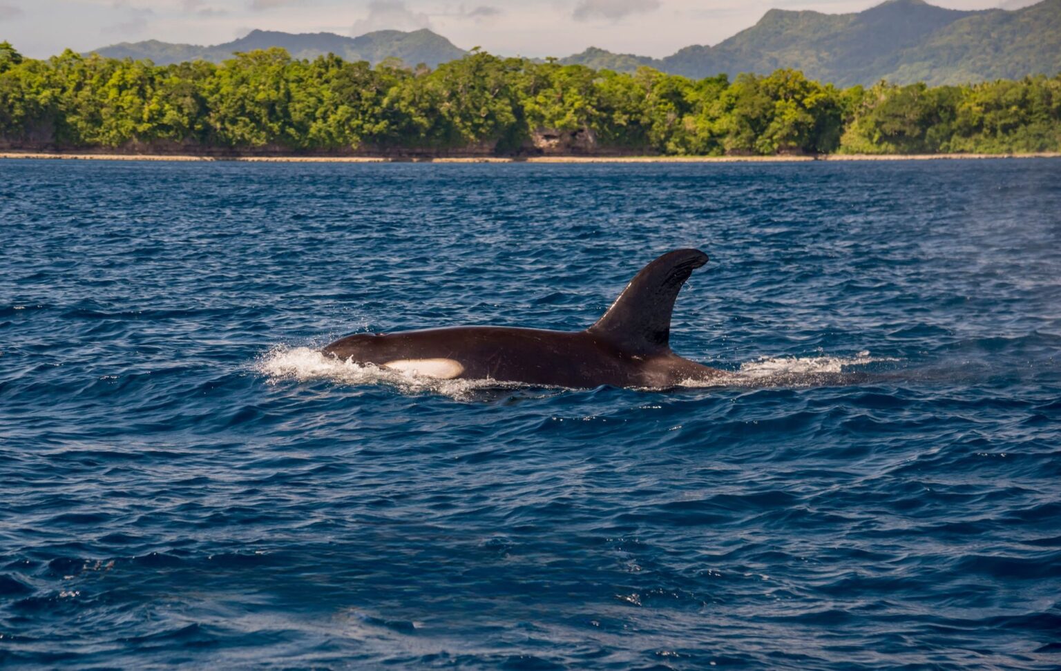Killer Whales Australia Archives | Dolphin Research