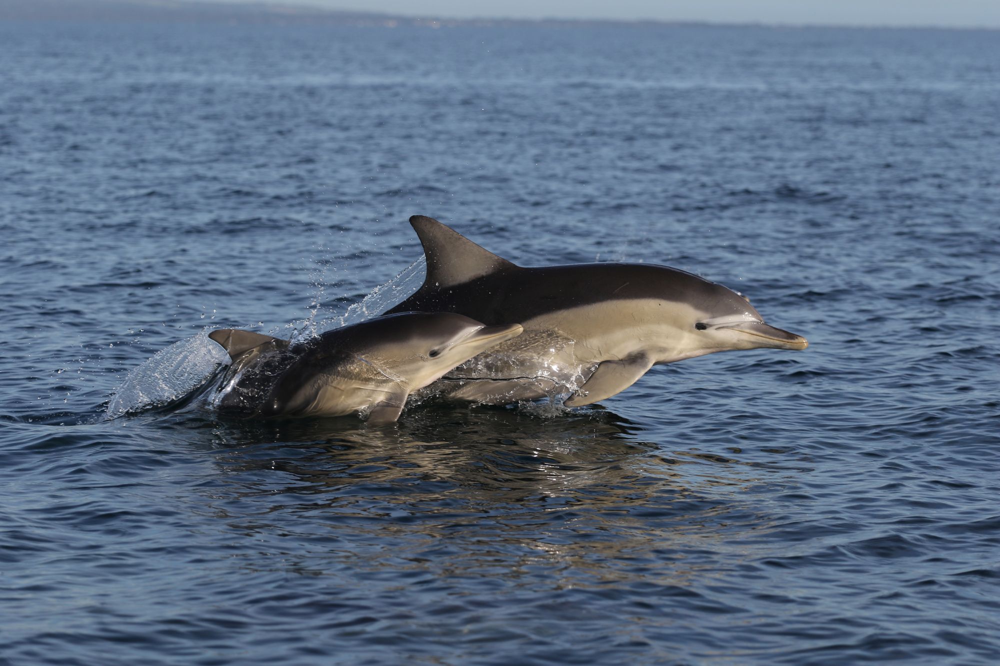 Record Breaking Winter Surveys | Dolphin Research
